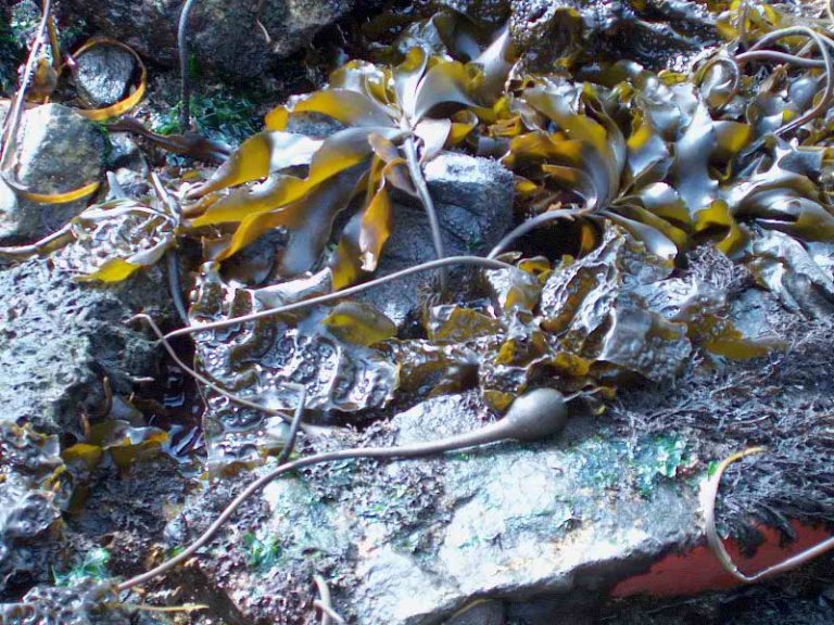 Phaeophyta-Brown Algae | Race Rocks Ecological Reserve-