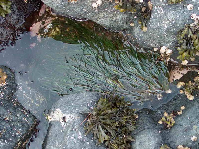 Phyllospadix scouleri: surf grass– Race Rocks taxonomy | Race Rocks ... Phyllospadix scouleri: surf grass– Race Rocks taxonomy | Race Rocks ...